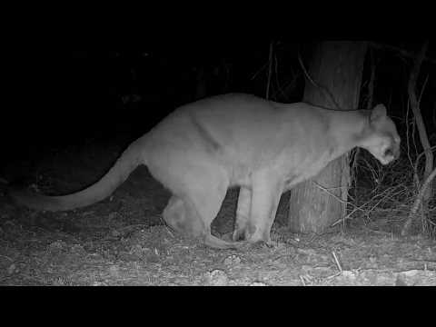 Mountain lion scraping at community scraping western Nebraska July 2026 1am