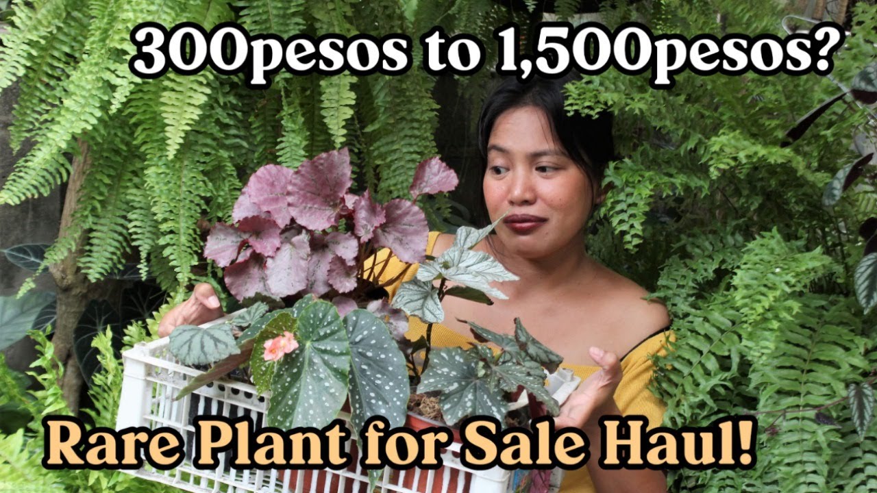 RARE PLANTS FOR SALE | MGA TRENDING PLANTS AT MURANG HALAMAN SA LIVE ...