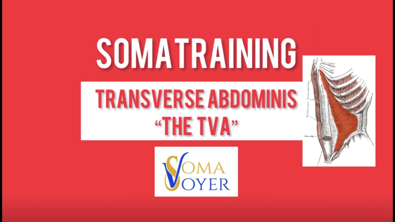 Transverse Abdominis (TVA) anatomy, biomechanics, and best exercises ...