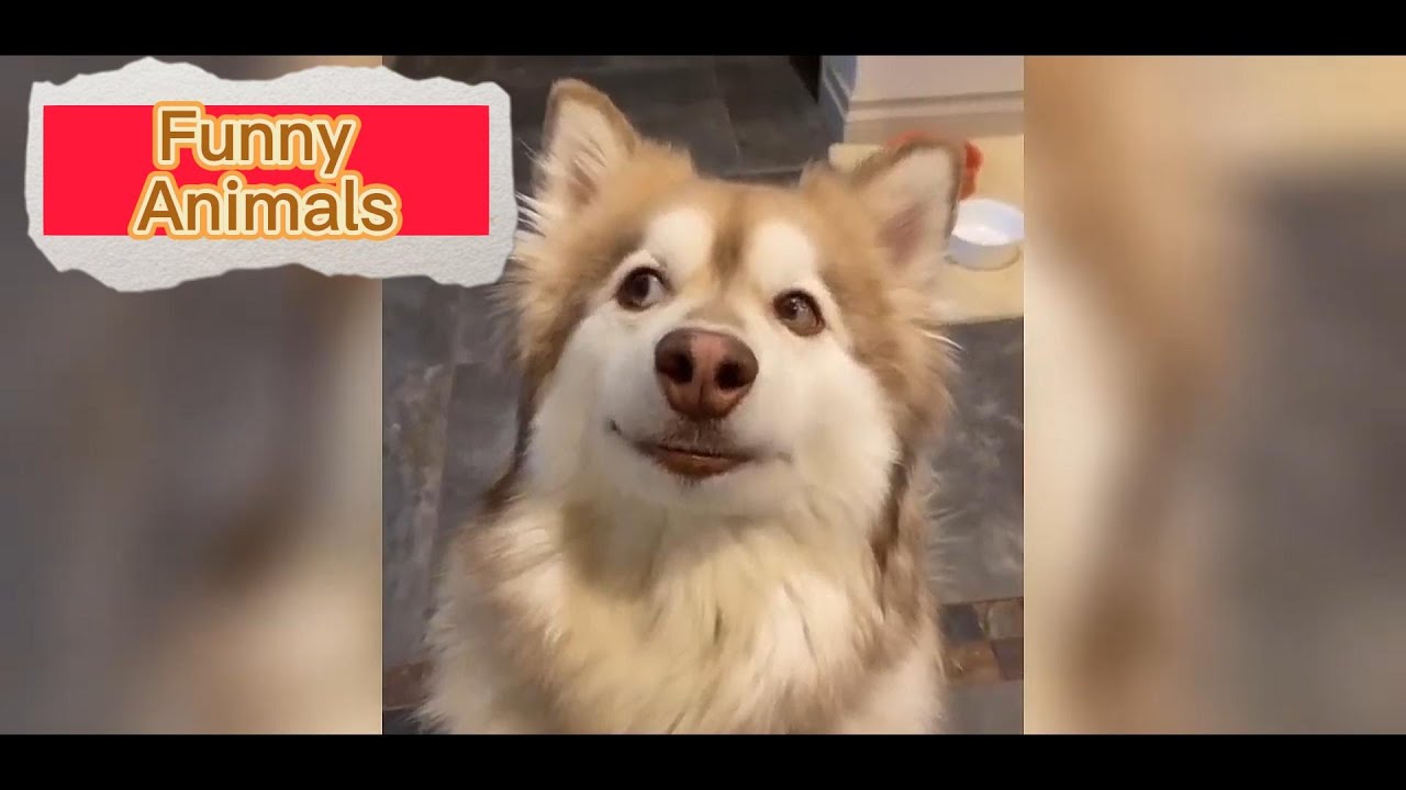 Funny Animals Clips - YouTube