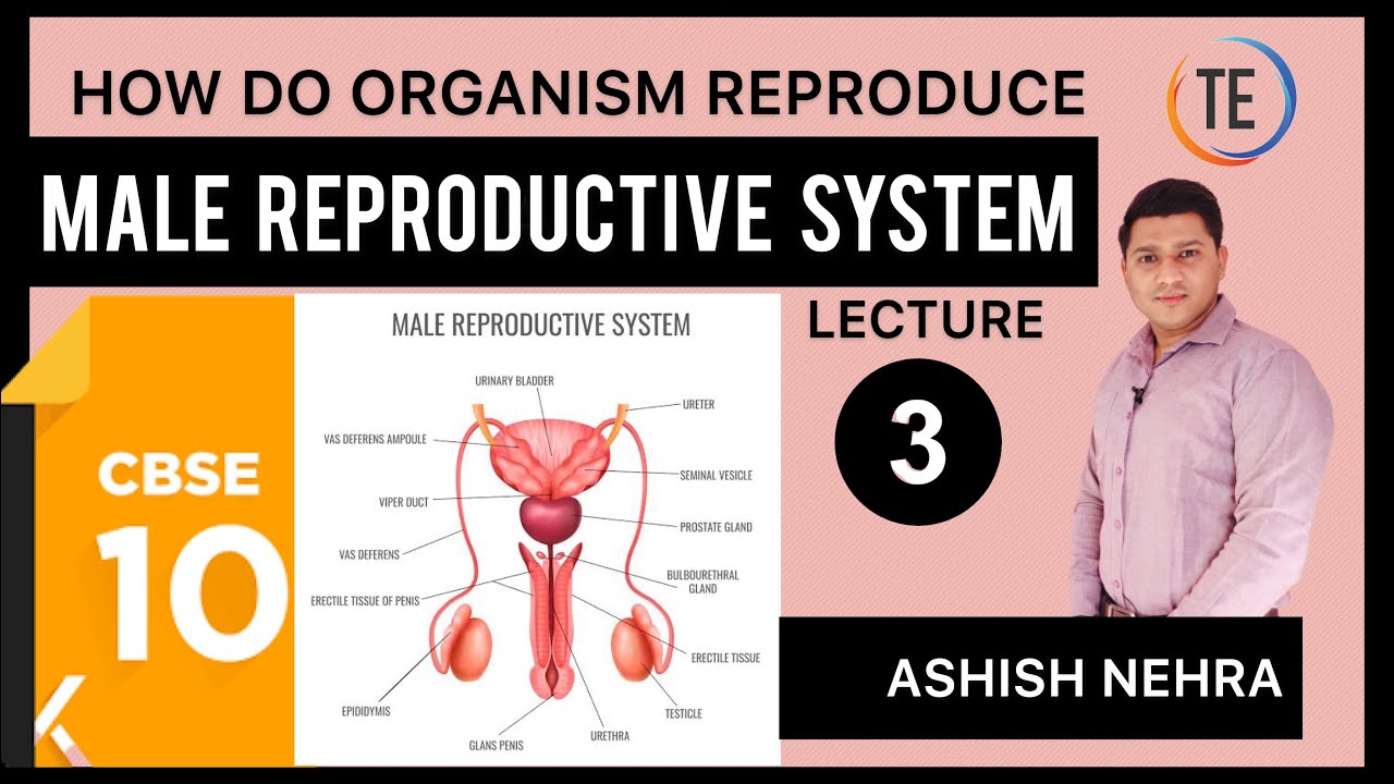 Male Reproductive System Class 10 Ashish Sir Youtube
