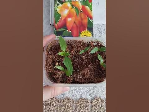 АЛТАЙСКИЙ ПЛОДОВИТЫЙ УРА ААААА!🌱😂 ВЗОШЁЛ ВСЁ-ТАКИ #рассада#перец ...