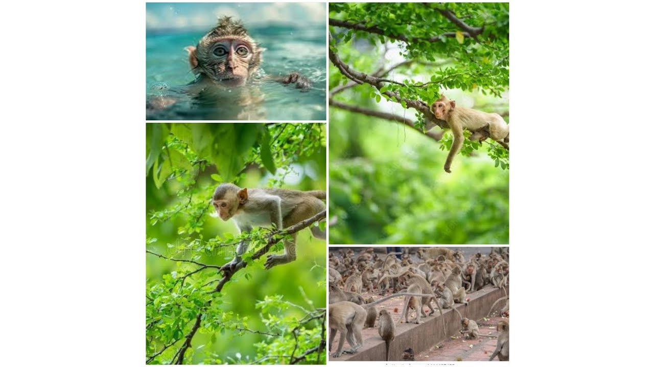 monkeys herd roaming near mountain young monkeys stand in river monkey ...