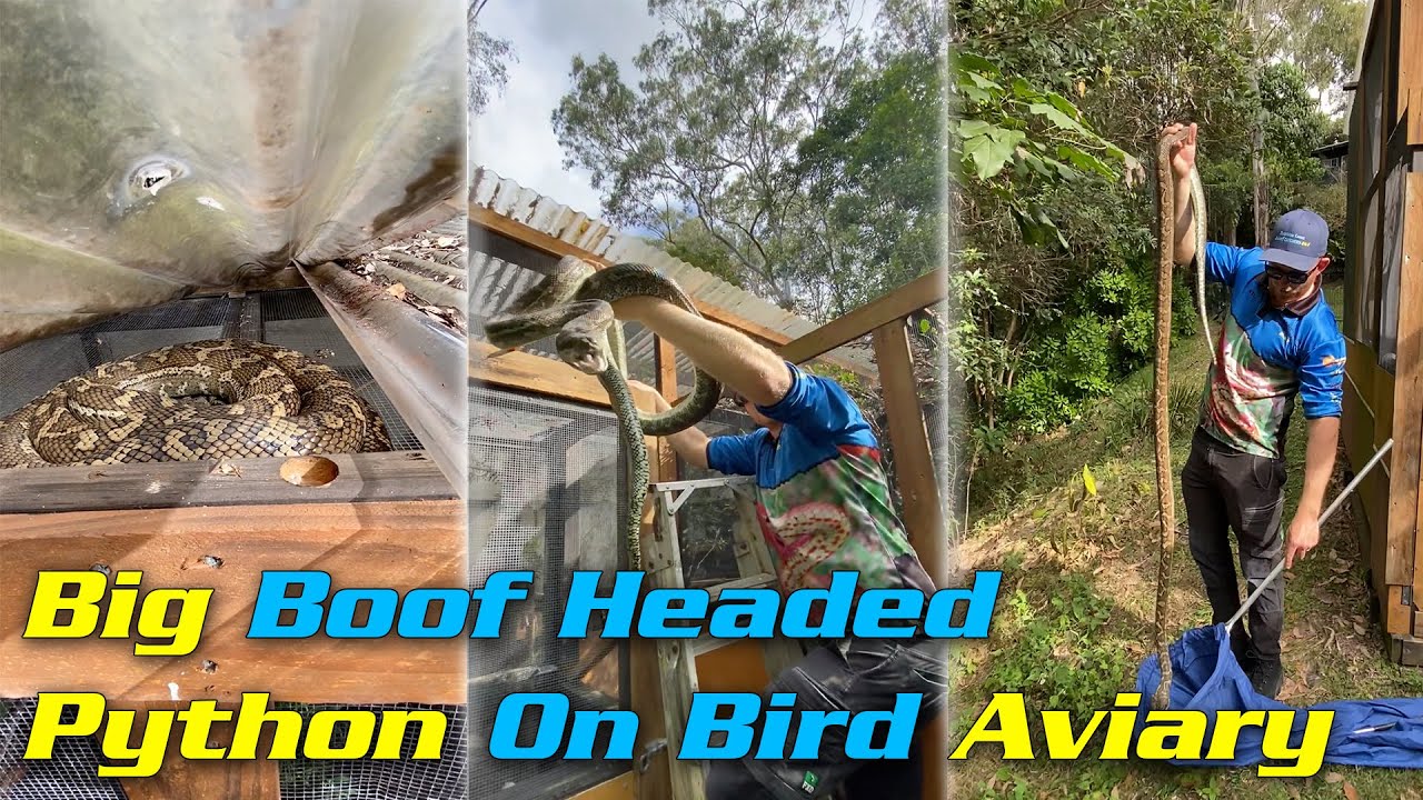 Big Boof Headed Python On Bird Aviary! 🐦 - YouTube