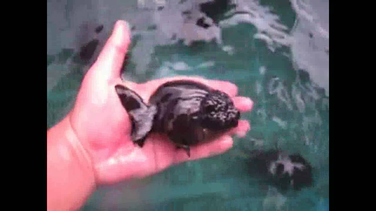 Chinese Black Ranchu - YouTube