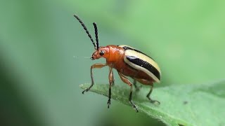 Four-Lined Plant Bug 4