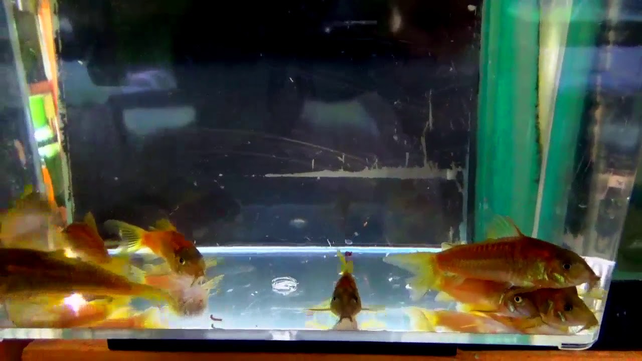 Corydoras sp. CW014 red laser - YouTube