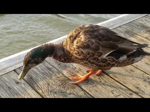 Male mallard molt - YouTube