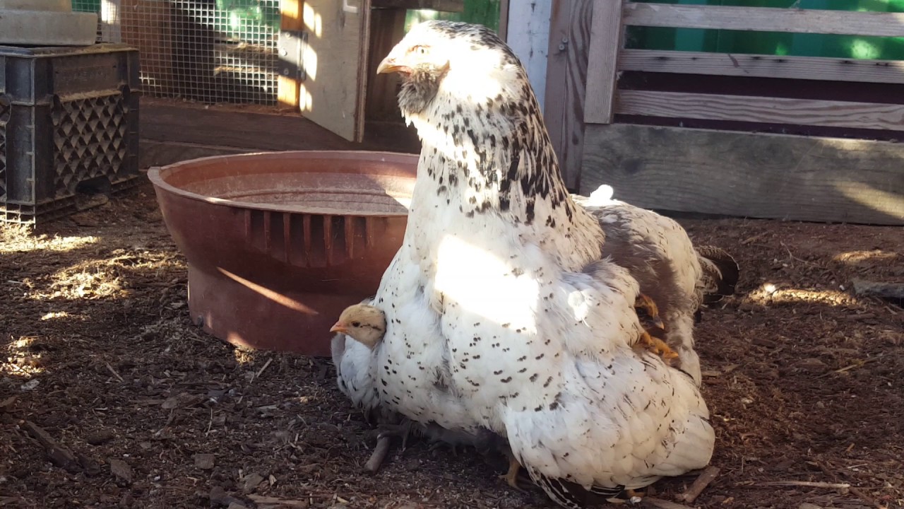Mother Hen with Chicks Under Her Wings - YouTube