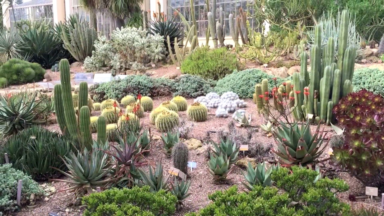 Adelaide Botanic Gardens Cactus & Succulent Garden - YouTube