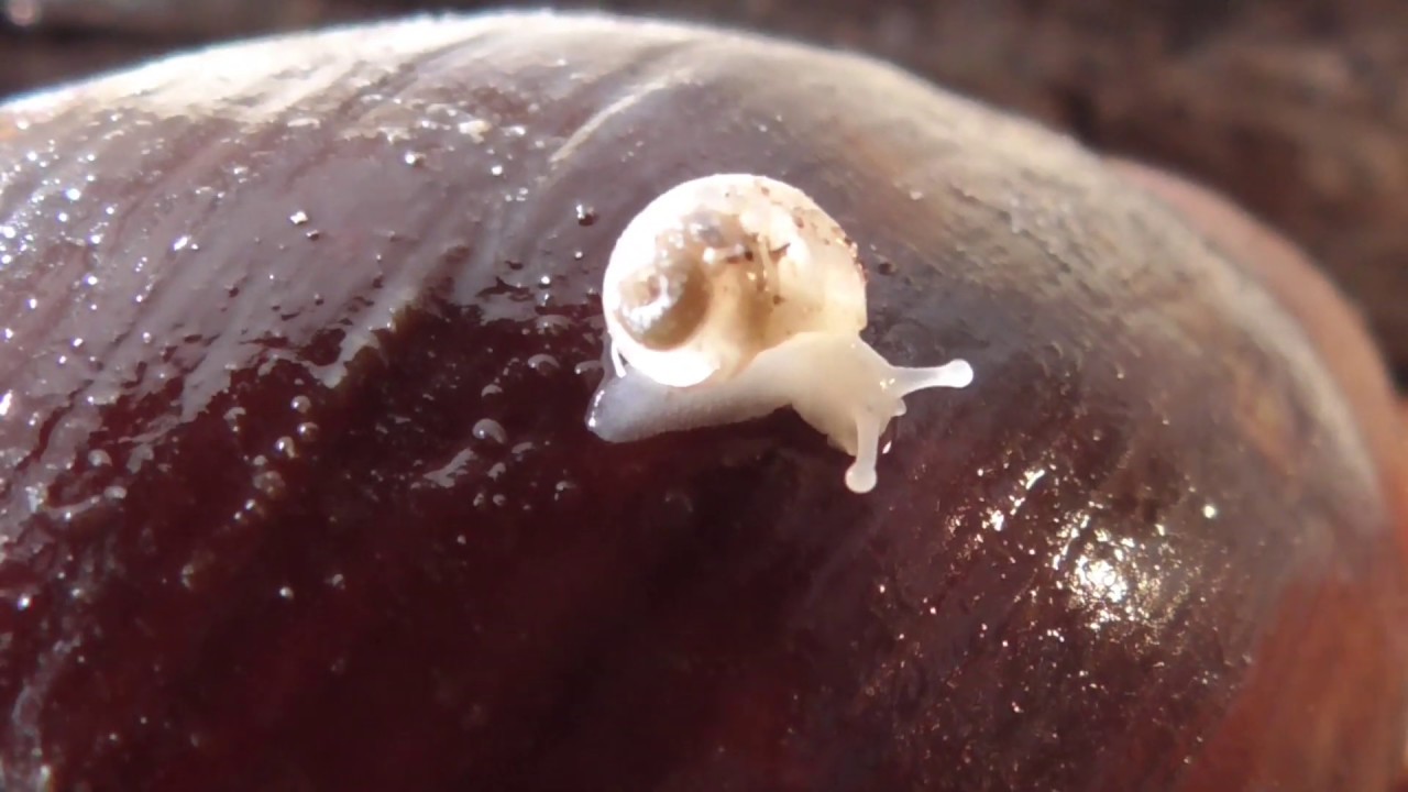 GOLIATH SCHNECKE MIT BABY /GOLIATH SNAIL WITH BABY / ACHATINA FULCIA ...