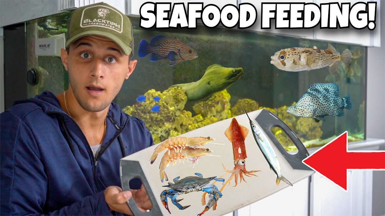 Feeding My FISH A SEAFOOD PLATTER!! - YouTube