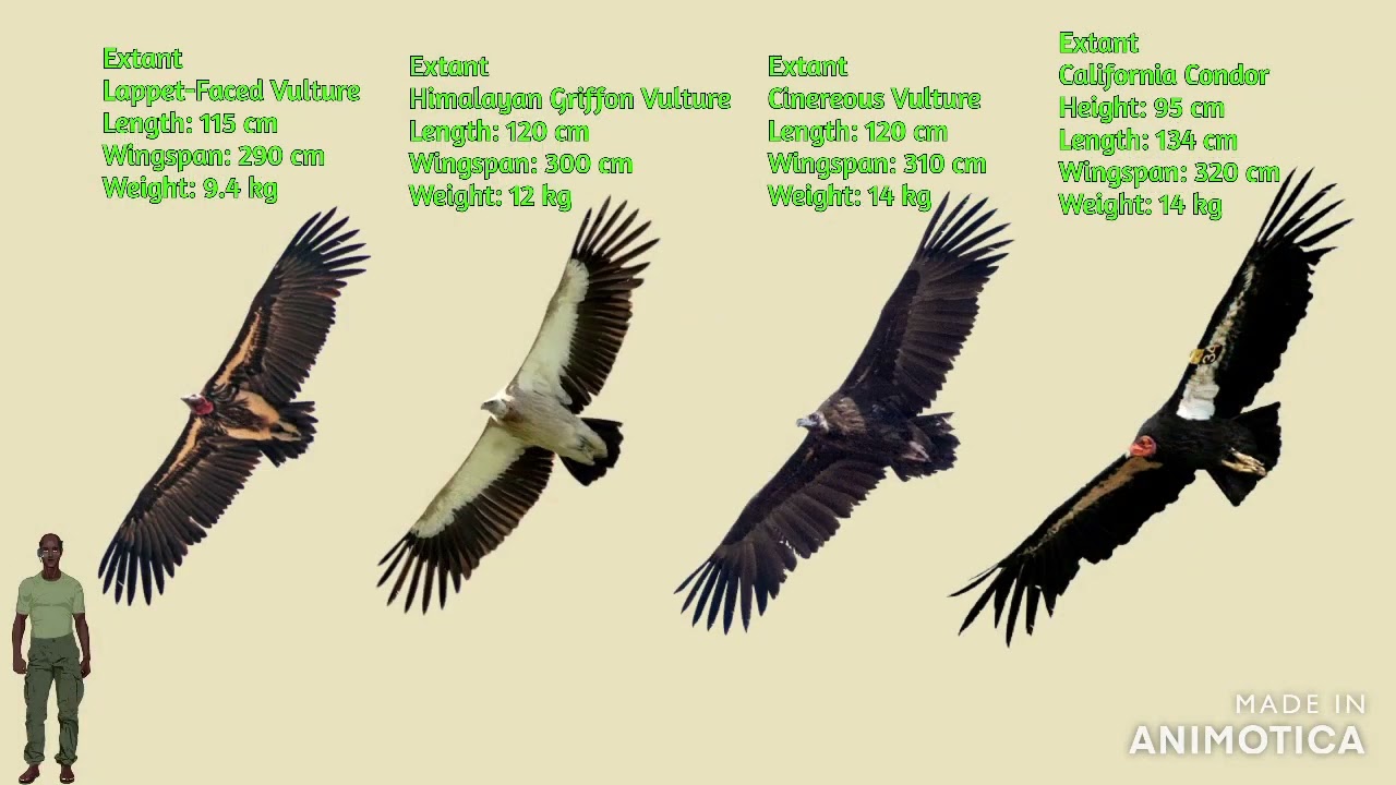 Lammergeier Size Comparison