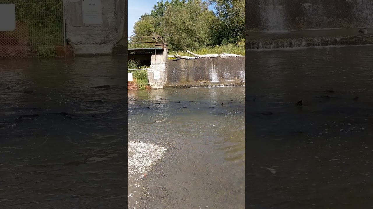 Bowmanville Creek Fish Ladder (Valleys 2000) 1 - YouTube