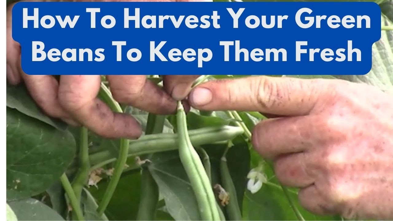 How To Harvest Your Green Beans To Keep Them Fresh - YouTube