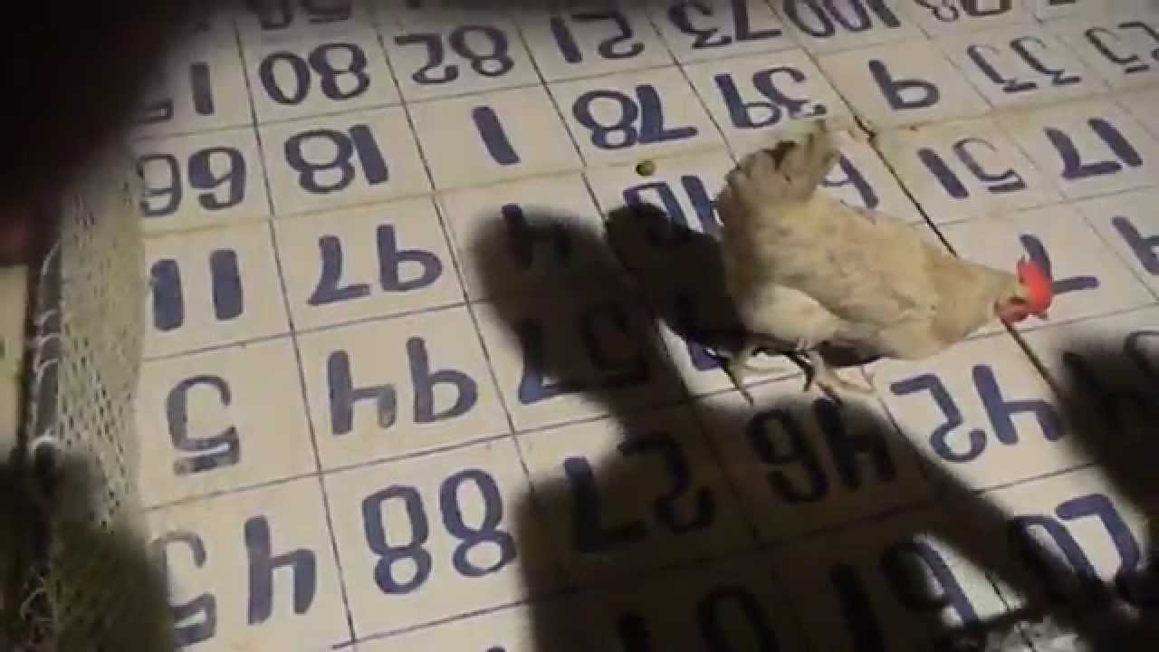 Chicken Drop at the WAhoo lounge on the beach San Pedro Belize May 1 ...