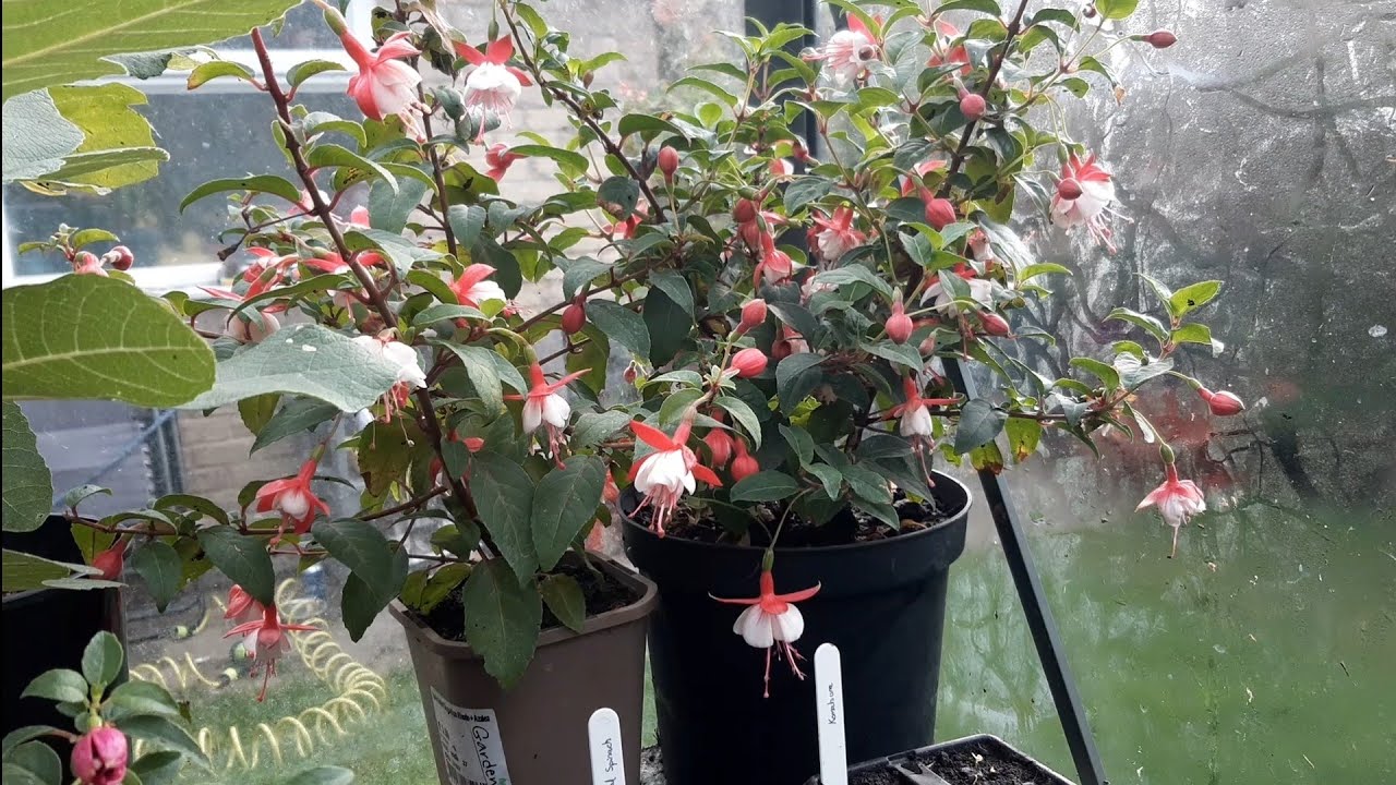 Snowcap Fuchsias | Autumn/Fall Flowers - YouTube