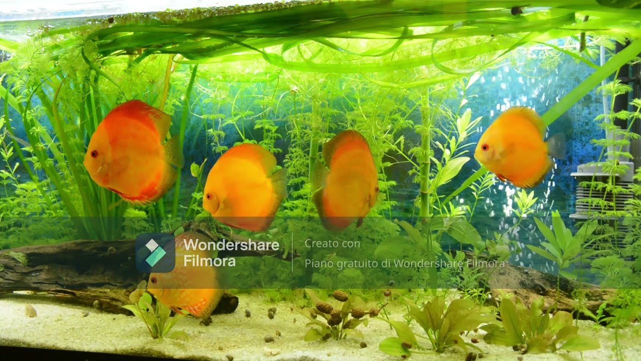 L'acquario per discus - YouTube