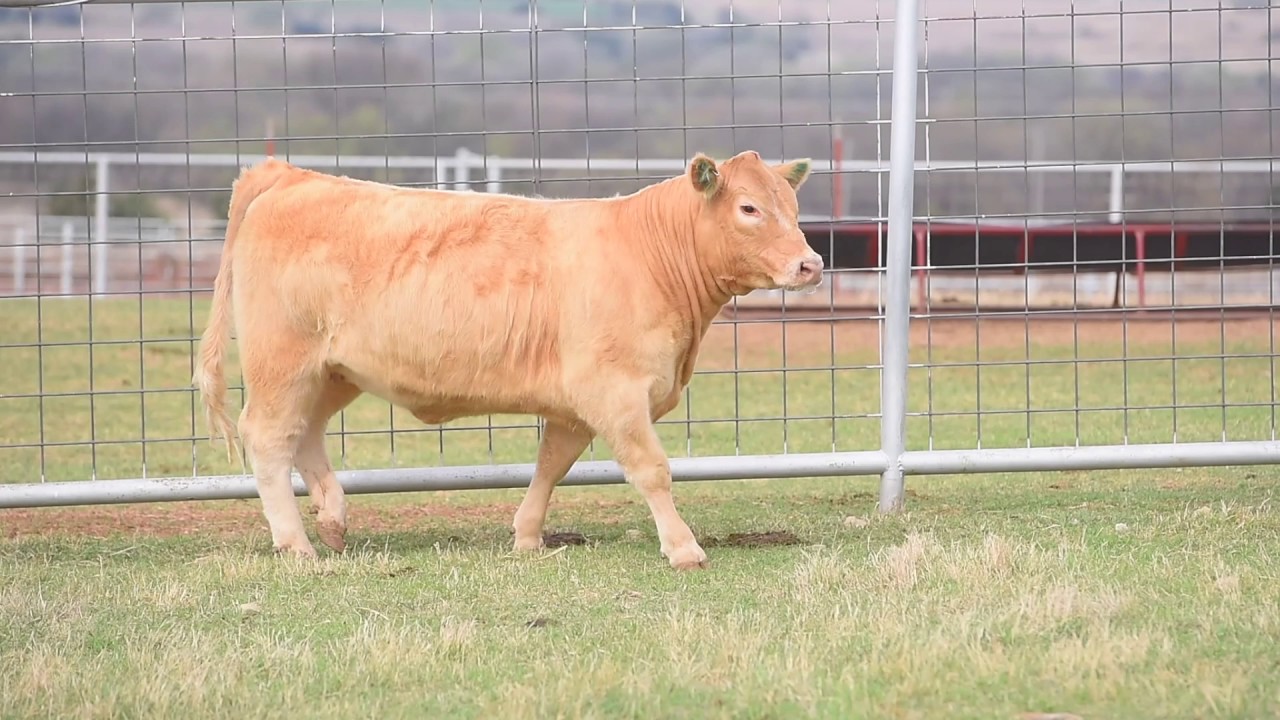J&J Cattle :: Composite Charolais - YouTube