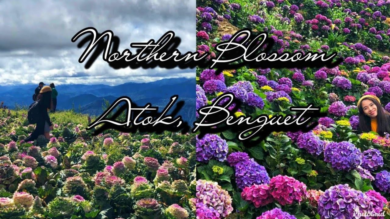 Instagrammable Flower Farm in Atok Benguet | Northern Blossom | Ms. Arl ...