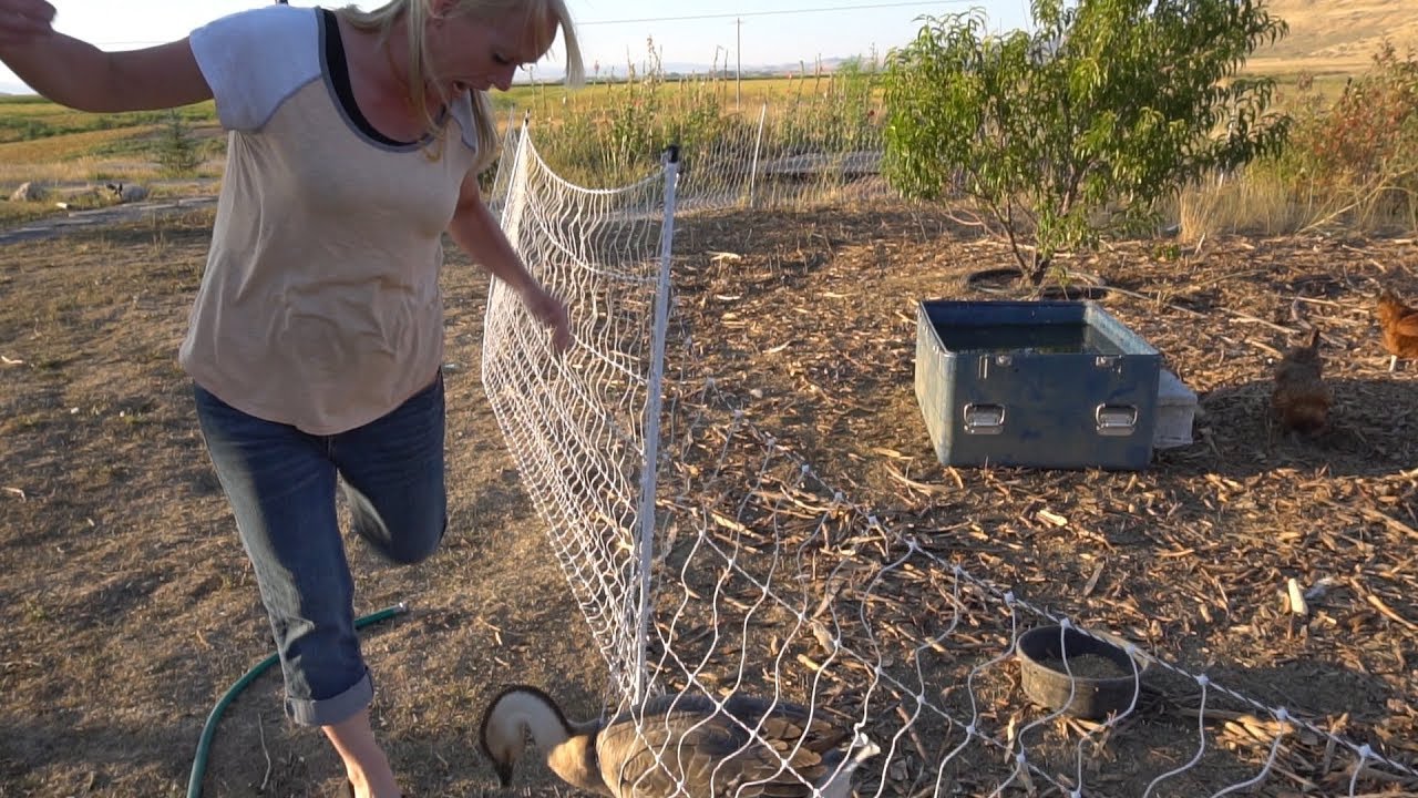 Chinese Guard Goose ATTACKS! - YouTube