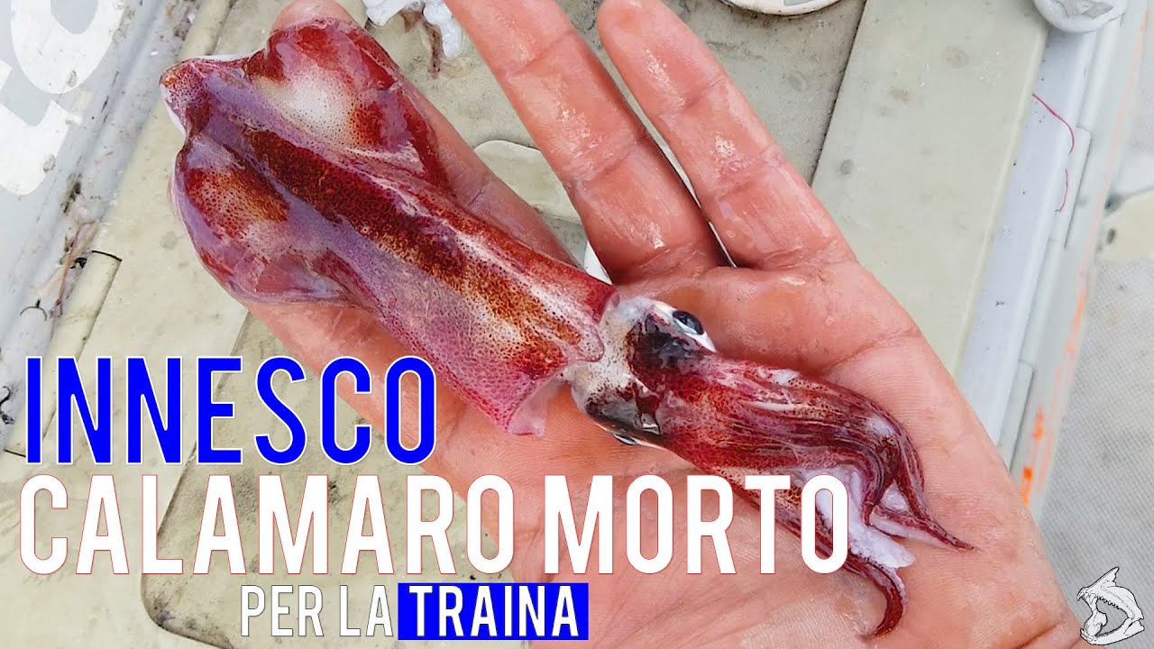 Come innescare un calamaro morto per la traina col vivo by Stefano ...