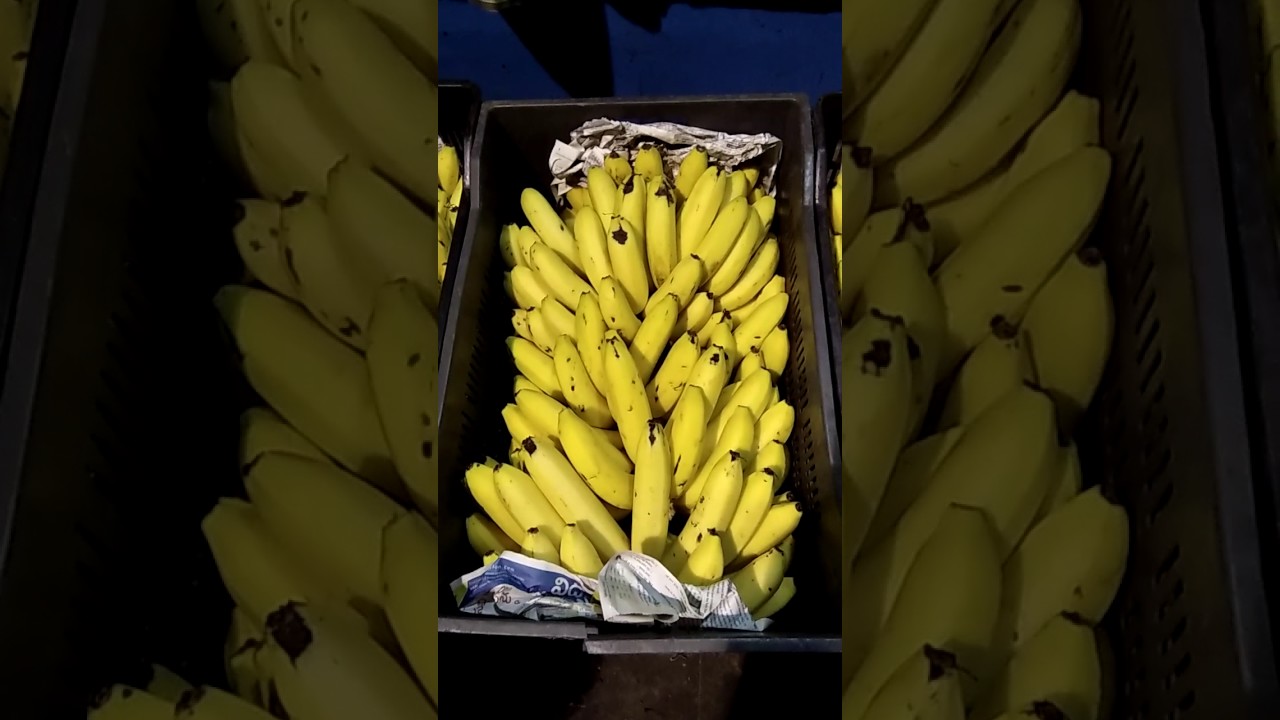 Koyambedu market Chennai morris banana sales in videos - YouTube