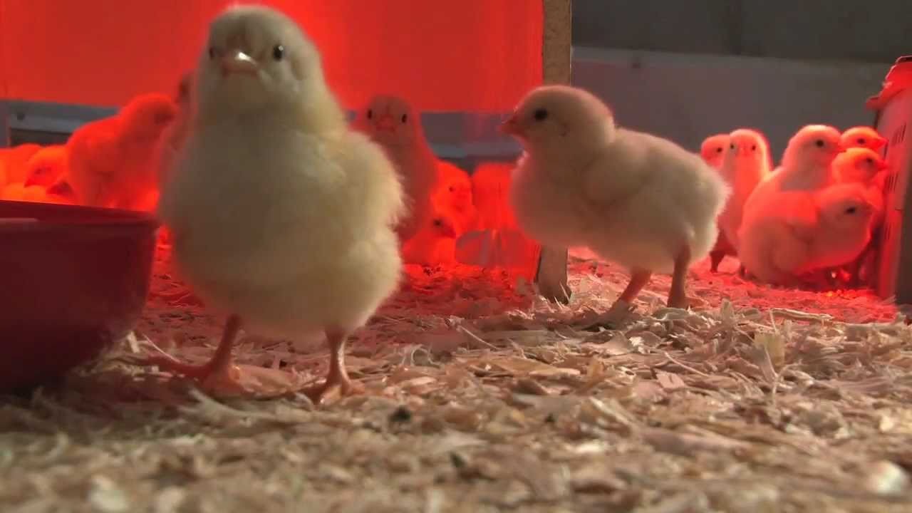 Raising chickens #1: setting up the space - YouTube