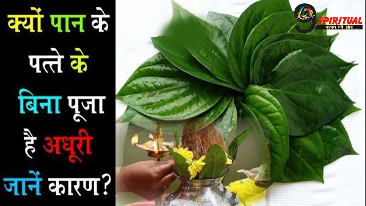 पूजा में क्यों किया जाता है पान के पत्ते का उपयोग, जानें महत्व ...