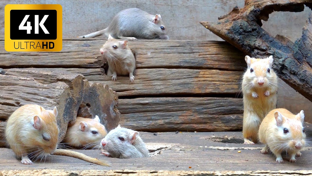 Cat TV Mouse Realistic Mice Hide & Seek Maze video for Cats 4 Hours 4K ...
