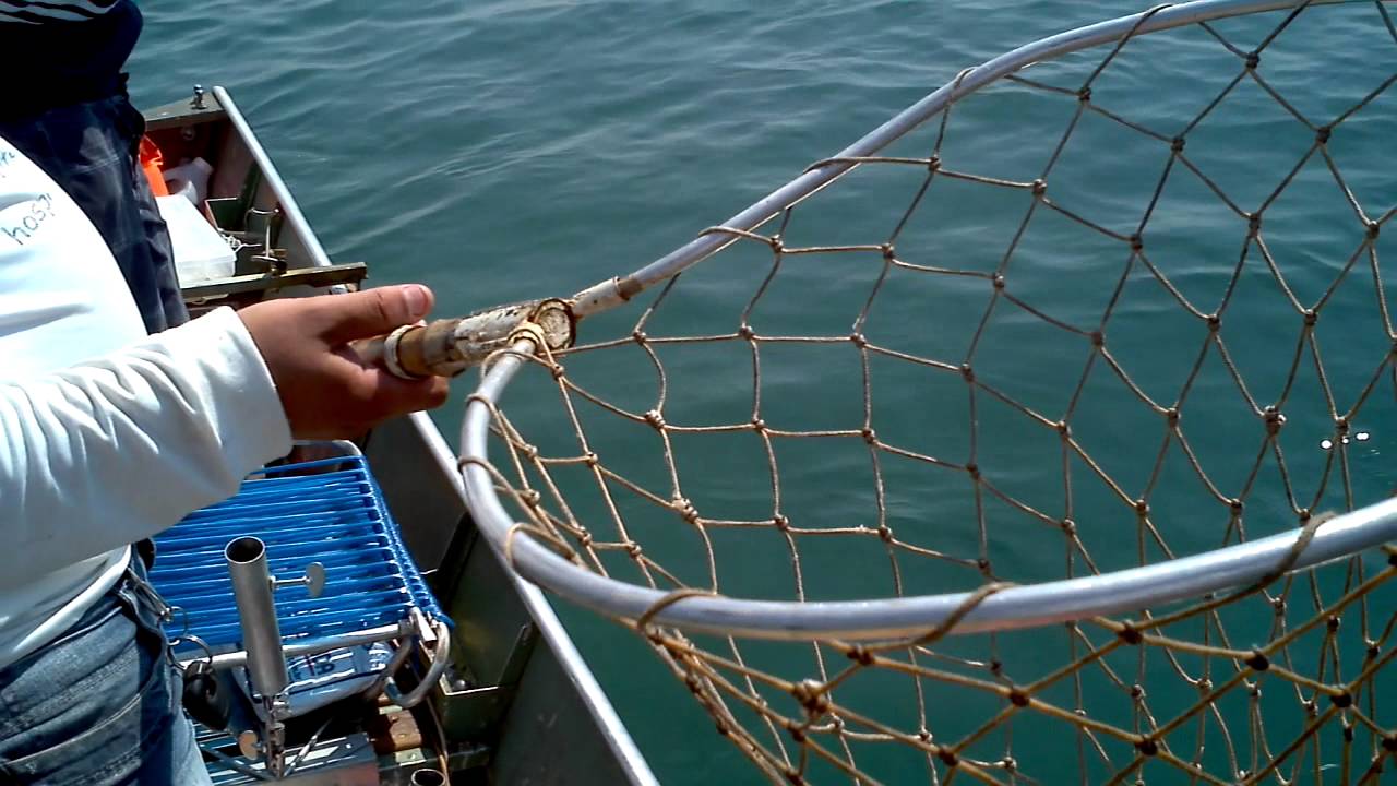 PESCARIA DE PACU NO PARANAZAO - YouTube