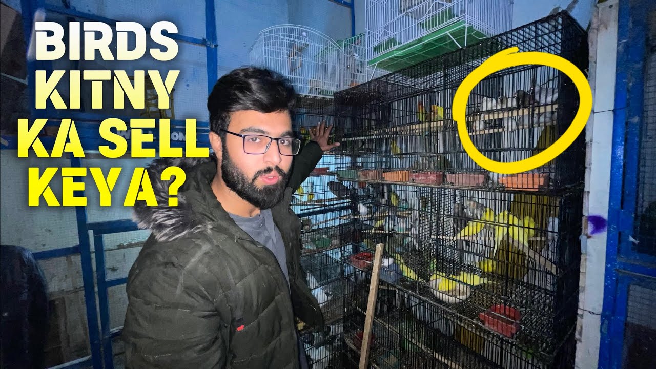 i Sold My Birds On Birds Shop! | KU sell Keya Or Kitny Ka? - YouTube