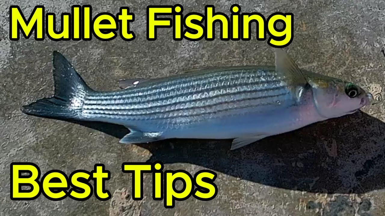 How to Catch Mullet use this Rig and watch them snap up your bait # ...