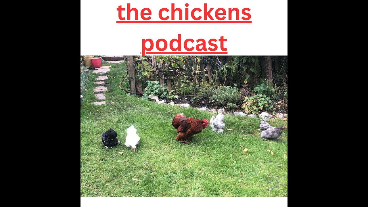 the chickens podcast - YouTube