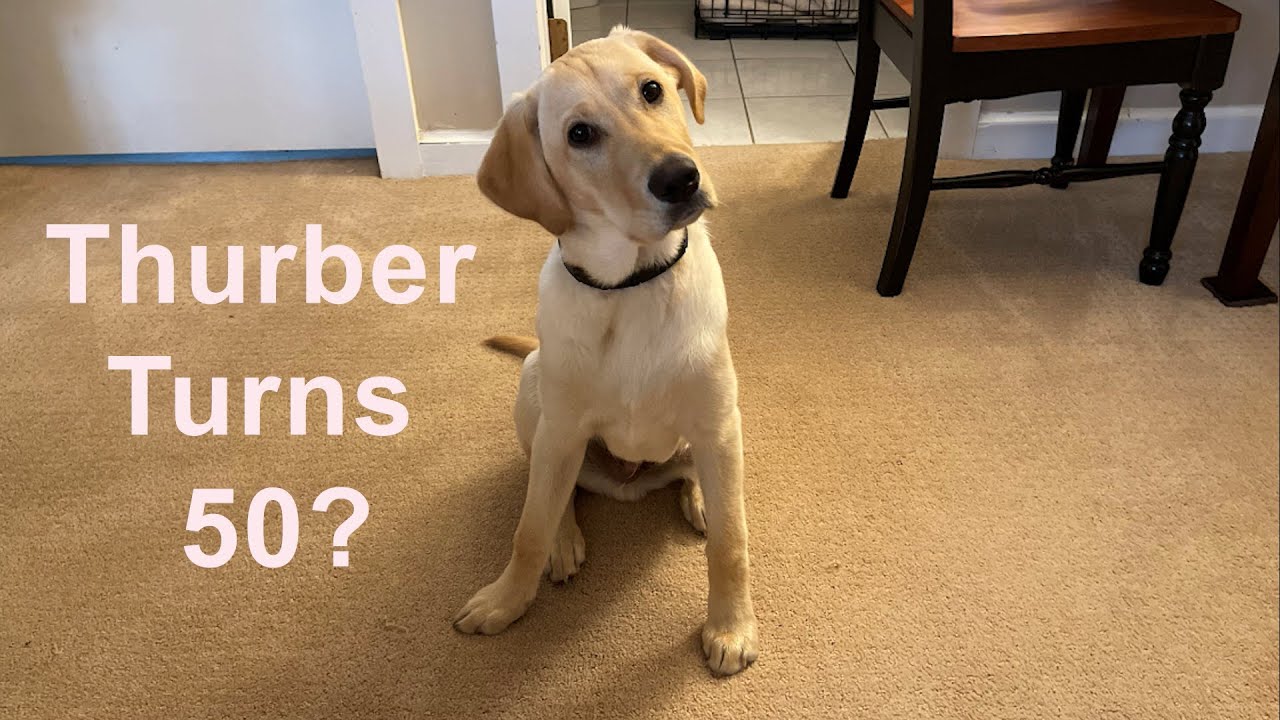 My Dog, Thurber the Talking Lab, Shows His Life from Birth to 24 Weeks ...