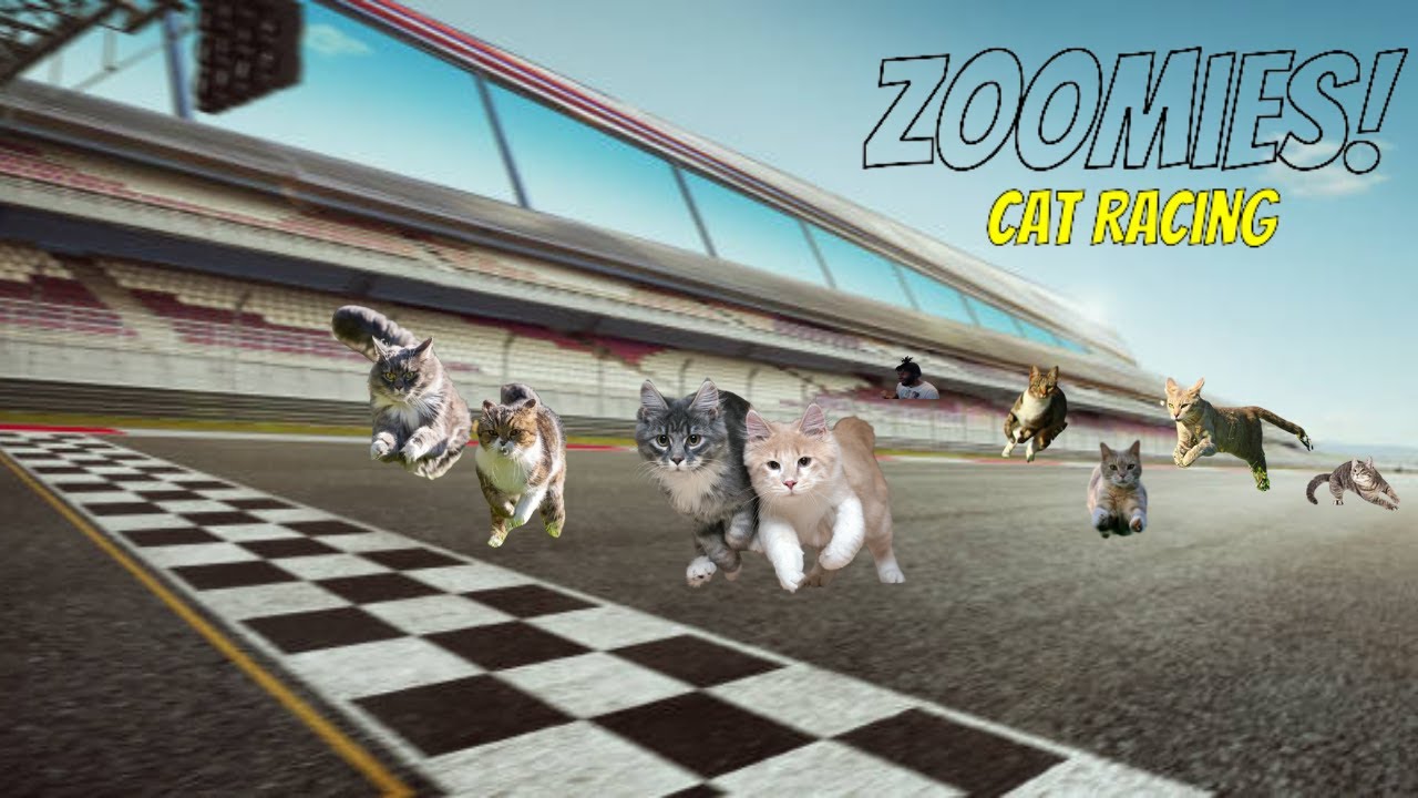 This is the story on how I got first place in a cat race | Indie Game ...