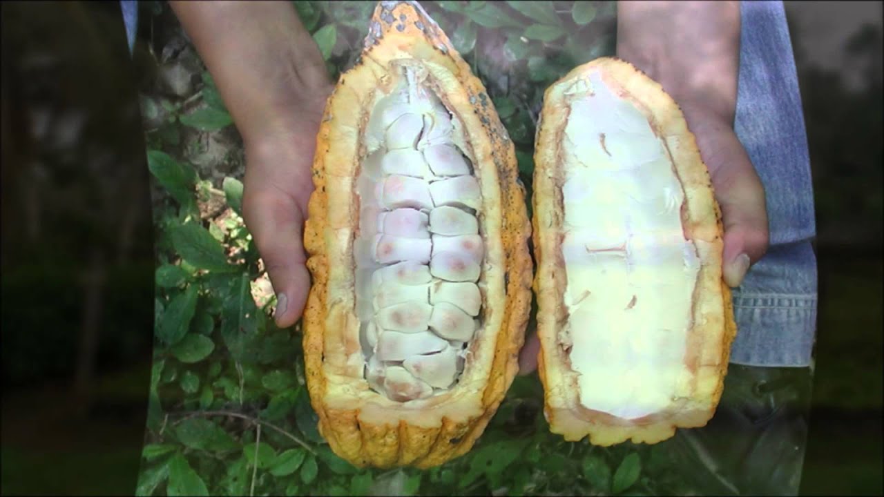 CHOCOLATES EL CEIBO PROMOCION LA RUTA DEL CACAO - YouTube