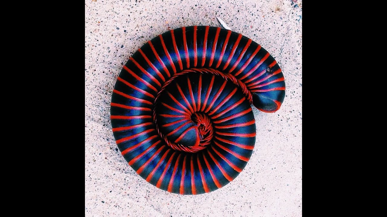 #insects#entertainment#kerremakore Insect video 2021|Kerra makora ...