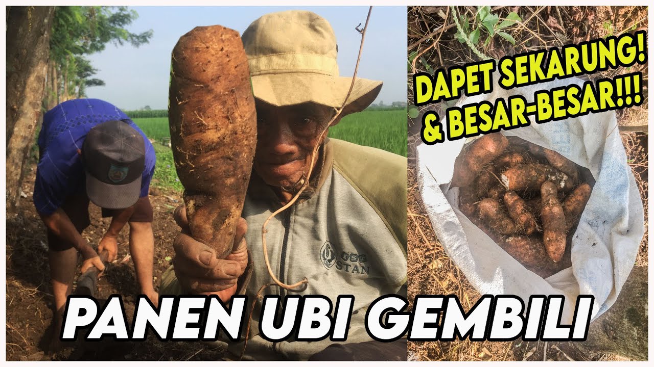 PANEN UBI GEMBILI!!! DAPET SEKARUNG DAN BESAR-BESAR - YouTube