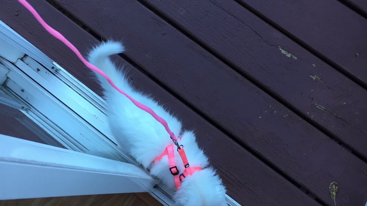 GUINNESS WORLD RECORD CUTEST CAT 2019 - YouTube