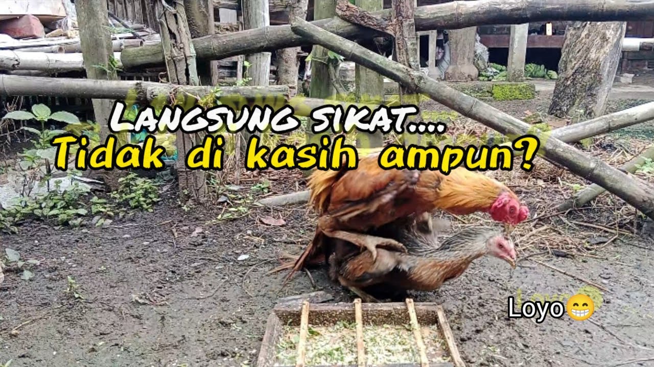 proses persilangan WANGKAS GENI|| Langsung bringas 2 indukan langsung ...