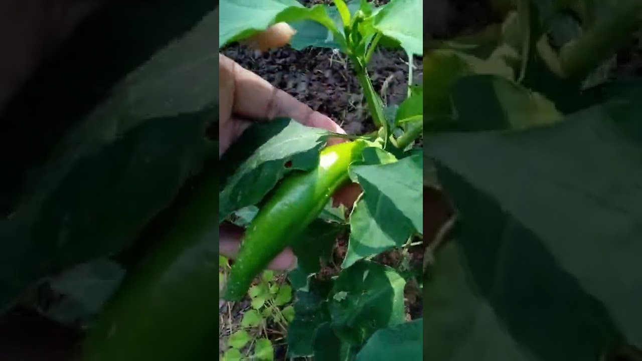 @Aun's cooking ka/ Carbon Flavorr's gardening. - YouTube