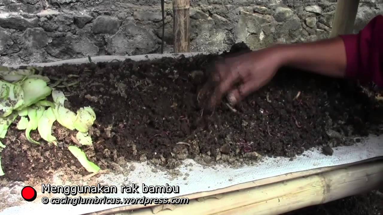 Budidaya Cacing Lumbricus Dengan Menggunakan Rak Bambu/Kayu - YouTube