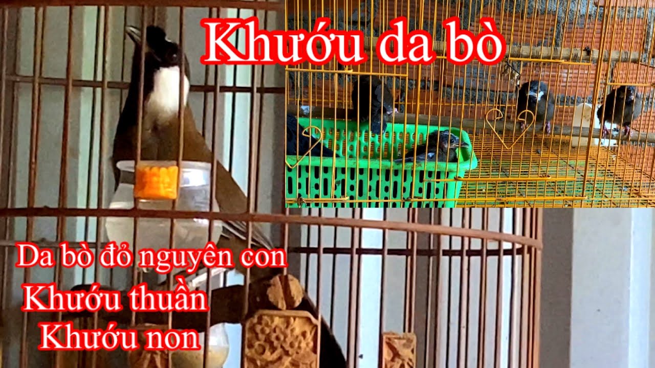 27/07/2022💥về khướu da bò đỏ nguyên con da bò non (con ...
