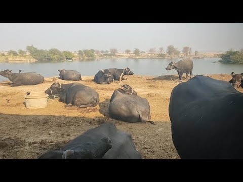 Beautiful Banni Buffalos Milking farm | Kundhi Buffalos farm visit # ...