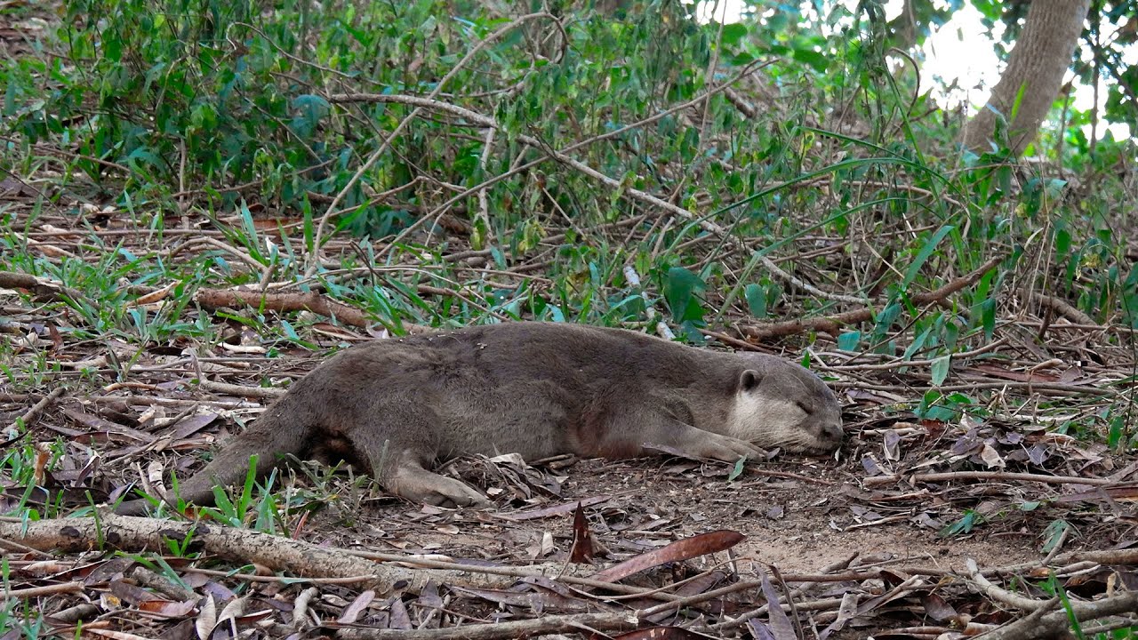 Lone Otter of Punggol Serangoon Reservoir - YouTube