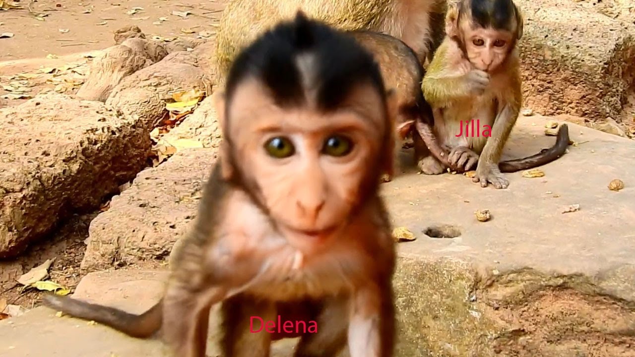 What...? Cute baby Delena monkey wants to close camera - YouTube