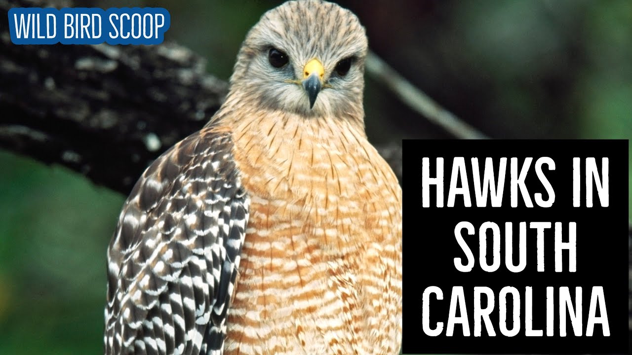 Hawks In South Carolina: 6 Species To Spot In The Palmetto State - YouTube