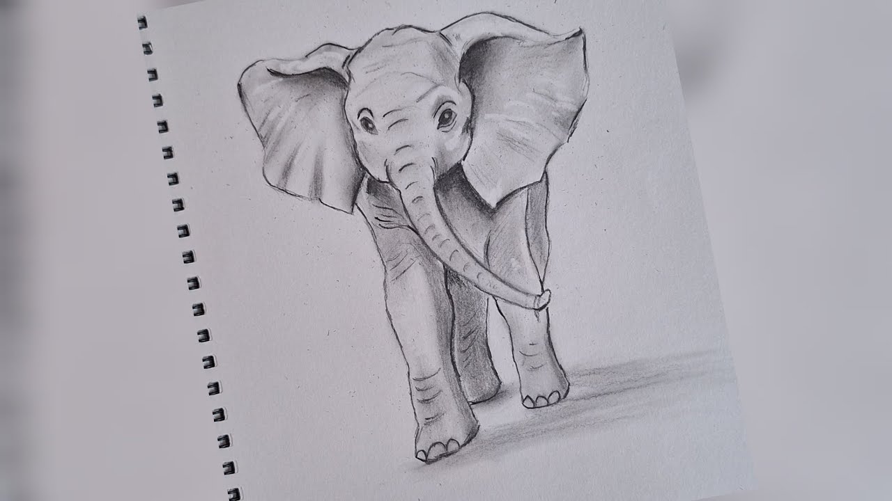 How To Draw Elephant | Step by step Elephant Drawing - YouTube