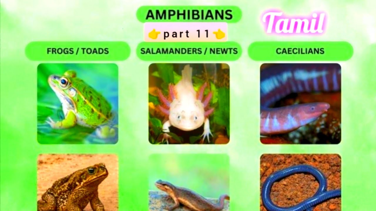 Class Amphibian Animal Kingdom #Part 11 - YouTube